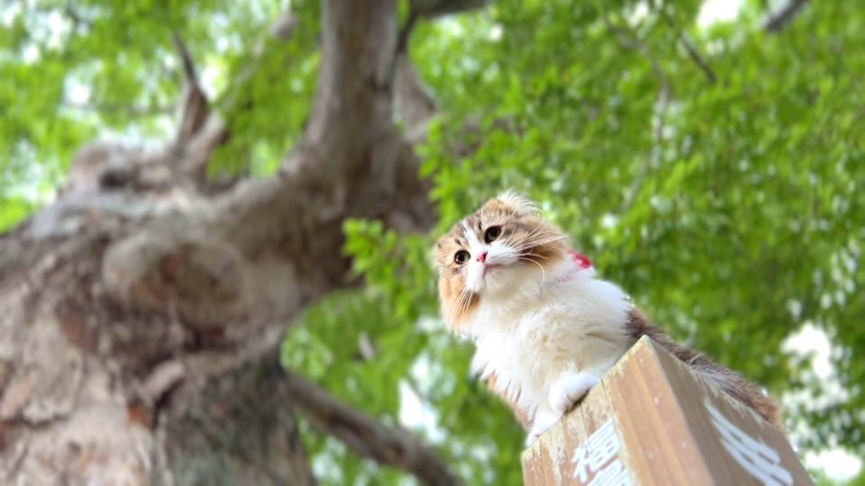 そこまで言って委員会NP | TVer