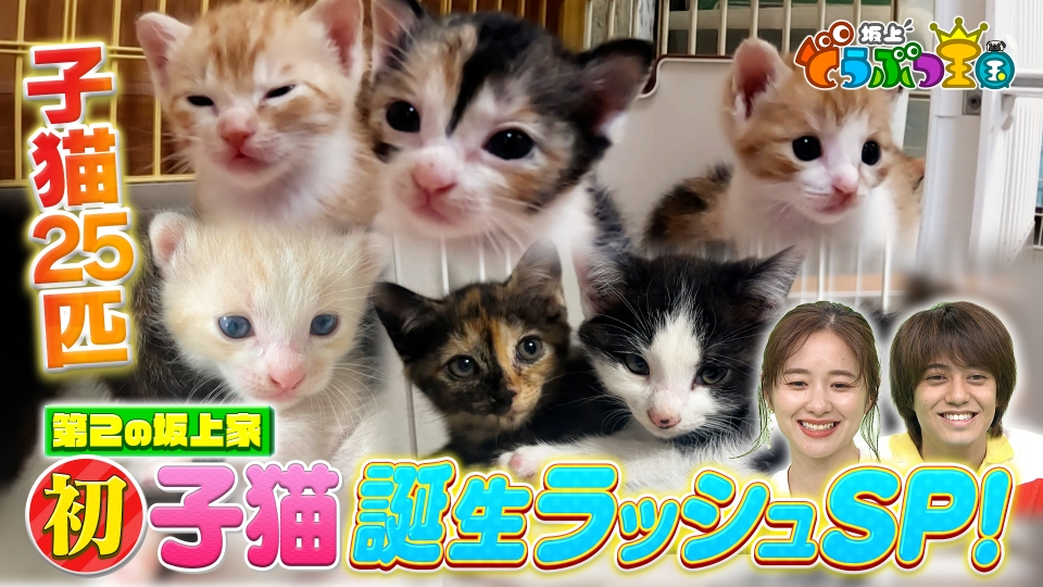 2度と見られない！？“史上最強”侍ジャパン 世界一リベンジへ！WBCを今からハイパー楽しむぞSP｜バラエティ｜見逃し無料配信はTVer！人気の動画見放題