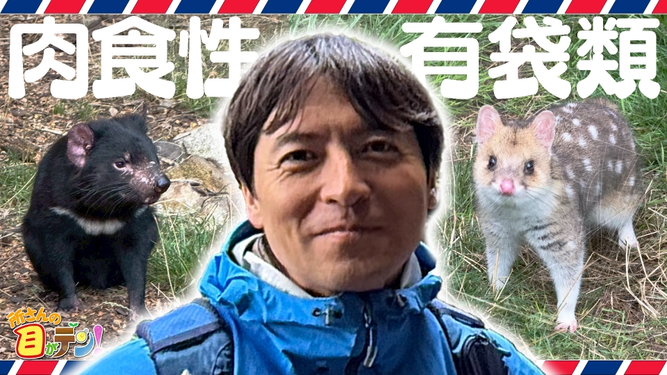 所さんの目がテン！ 8月10日(日)放送分 桝太一海外SP肉食の有袋類タスマニアデビルの悪魔のような鳴声｜報道／ドキュメンタリー｜見逃し無料配信はTVer！人気の動画見放題