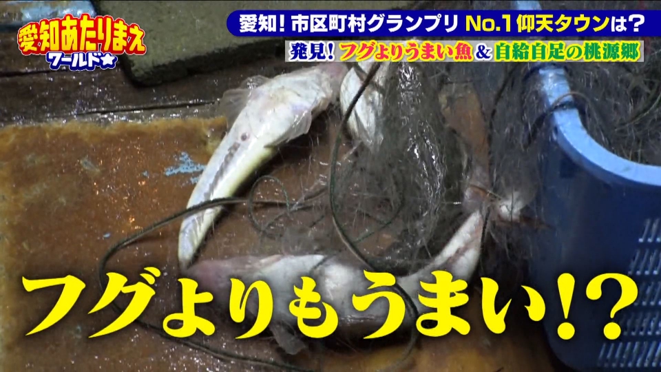 千原ジュニアの愛知あたりまえワールド☆～あなたの街に新仰天！～ 7月20日(土)放送分 超絶ヤバヤバSP！！日間賀島VS奥三河VS北区｜バラエティ｜見逃し無料配信はTVer！人気の動画見放題