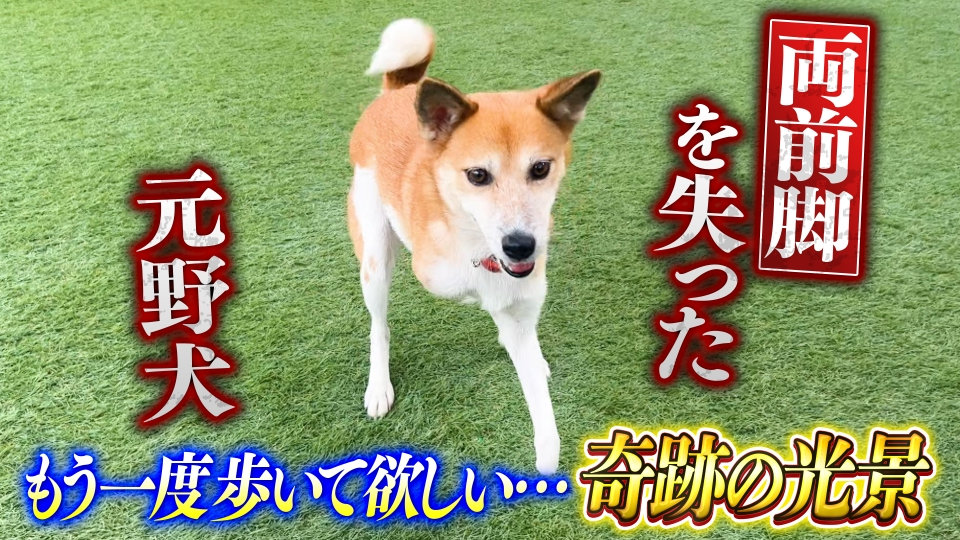 坂上どうぶつ王国 5月16日(金)放送分 放送200回記念SP！犬猫たちに新たな家族を｜バラエティ｜見逃し無料配信はTVer！人気の動画見放題