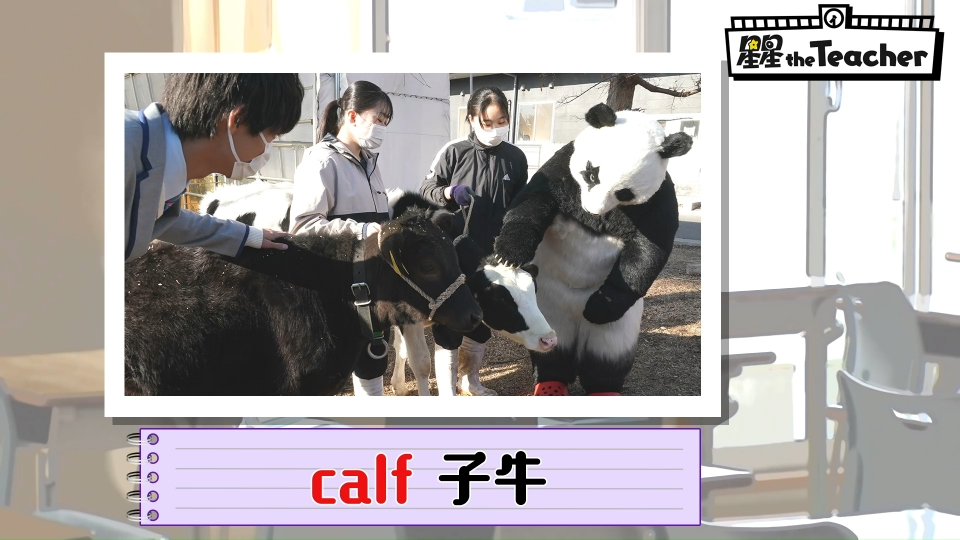 ベラベラENGLISH 星星 the Teacher 2月20日(月)放送分 calf（子牛）｜報道・ドキュメンタリー｜見逃し無料配信はTVer！人気の動画見放題