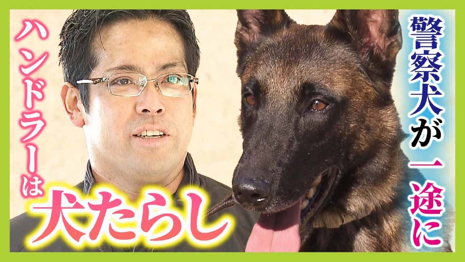 MBSニュース特集 2月28日(金)放送分 【犬たらしの警察官】警察犬を操る『ハンドラー』は元・水族館スタッフ「どれだけ自分のことを好きになってくれるか…」 大阪の訓練現場に密着！｜報道 ...