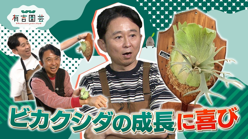 夢が咲く 有吉園芸～Road to start a garden shop～ 8月19日(火)放送分 看板商品！100万円ビカクシダの最新情報｜バラエティ｜見逃し無料配信はTVer！人気の動画見放題