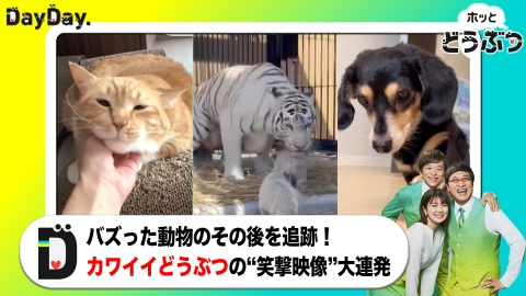 DayDay.｜報道／ドキュメンタリー｜見逃し無料配信はTVer！人気の動画見放題