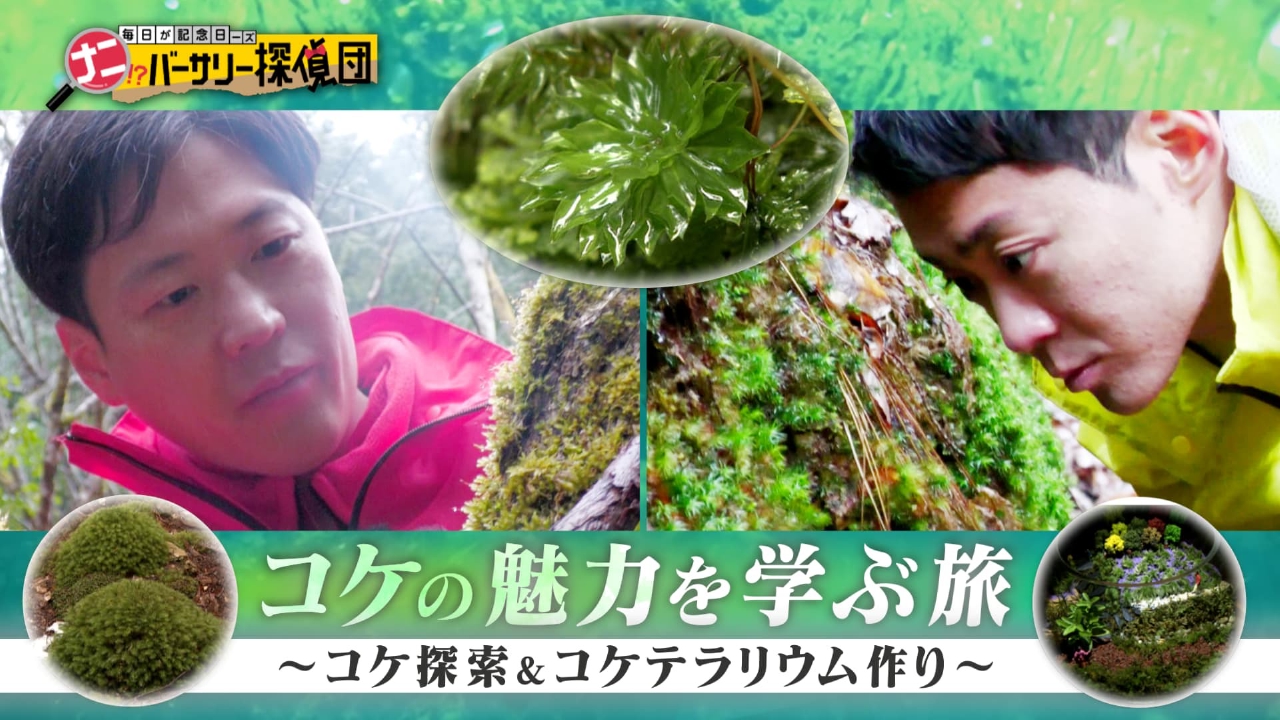 かんさい情報ネットten.「ナニバーサリー」 4月4日(金)放送分 苔は好きですか？侘び寂びを体感できる大人の世界「コケテラリウム」｜バラエティ｜見逃し無料配信はTVer！人気の動画見放題