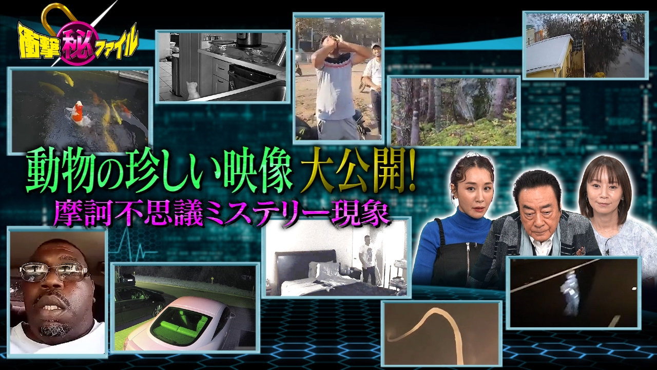 世界が騒然！本当にあった 秘 衝撃ファイル 3月4日 火 放送分 衝撃映像｜バラエティ｜見逃し無料配信はtver！人気の動画見放題